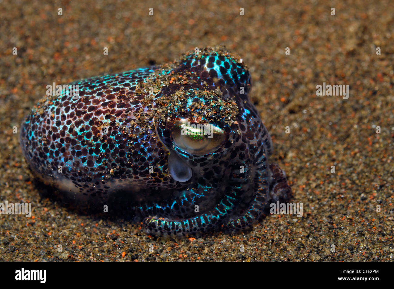 Bobtail Cuttlefish hiding in Sand, Euprymna berryi, Bali, Seraya ...