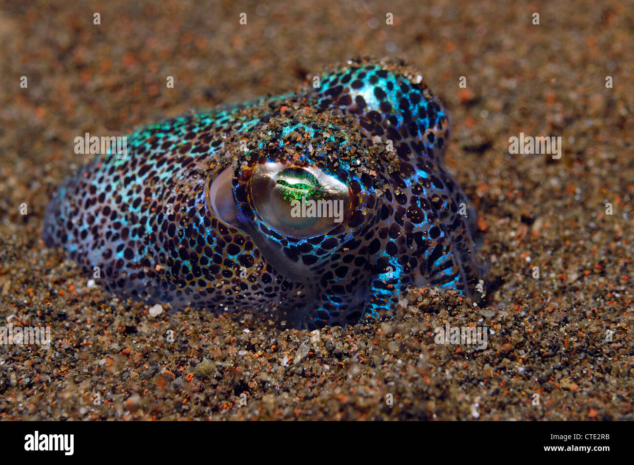 Bobtail Cuttlefish hiding in Sand, Euprymna berryi, Bali, Seraya ...