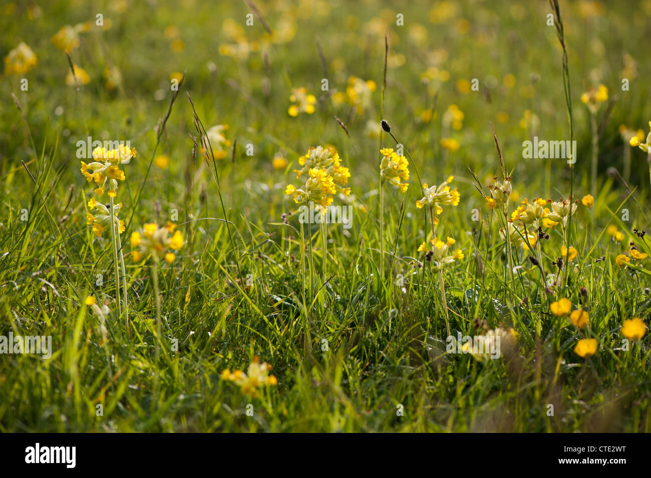 Cowslips, Primula veris, in flower Stock Photo - Alamy
