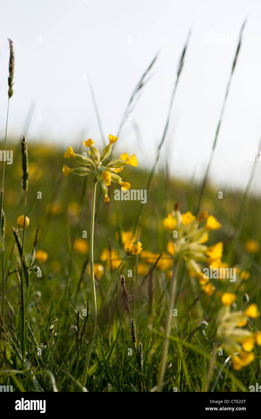 Cowslips, Primula veris, in flower Stock Photo - Alamy