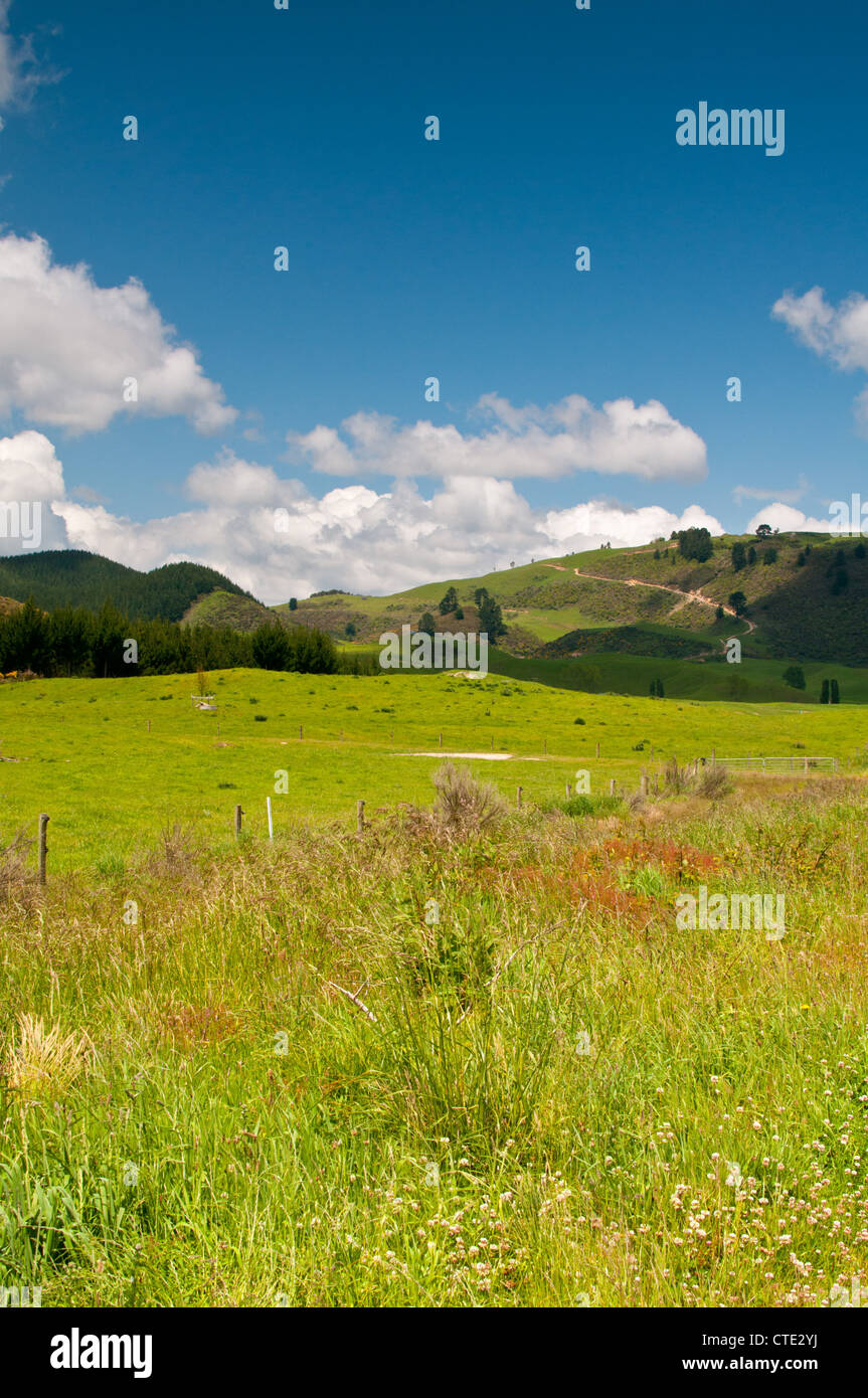 Countryside in new zealand hi-res stock photography and images - Alamy