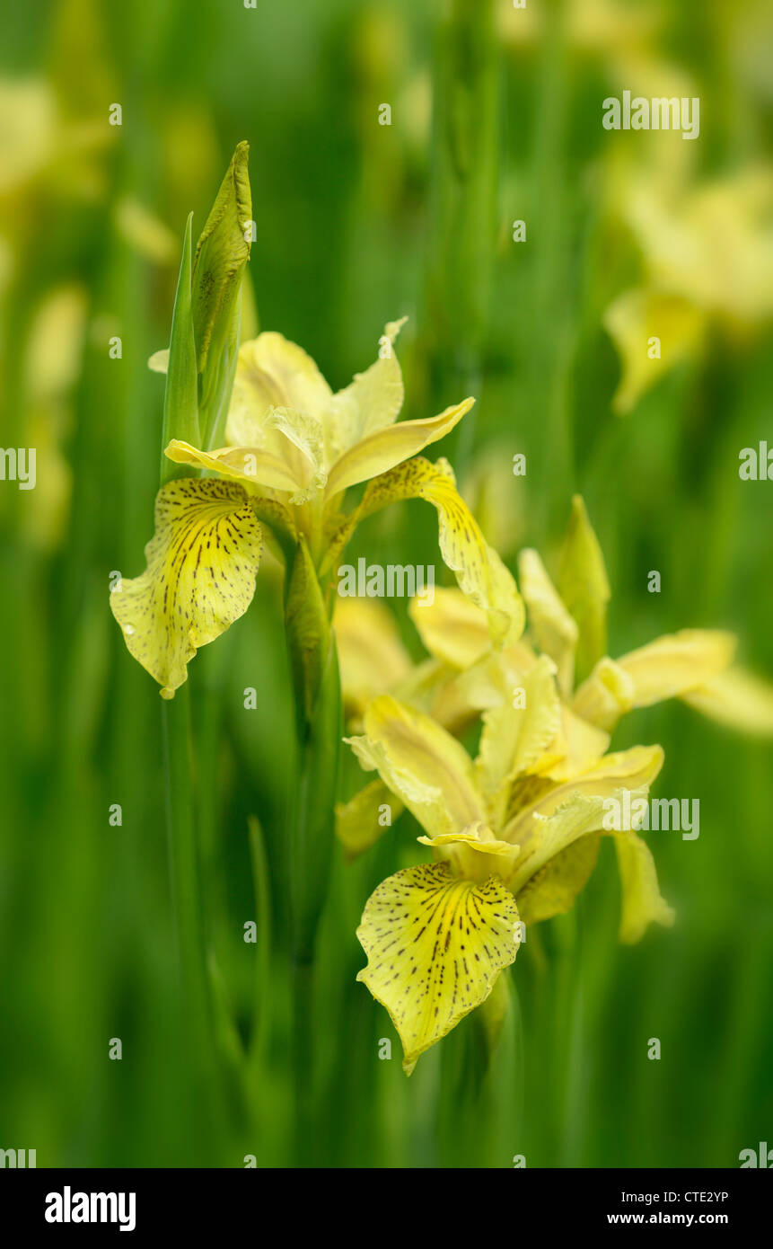 Garden irises in full bloom, England, June Stock Photo - Alamy