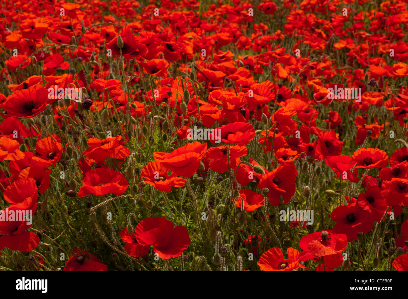 Poppy fields hi-res stock photography and images - Alamy