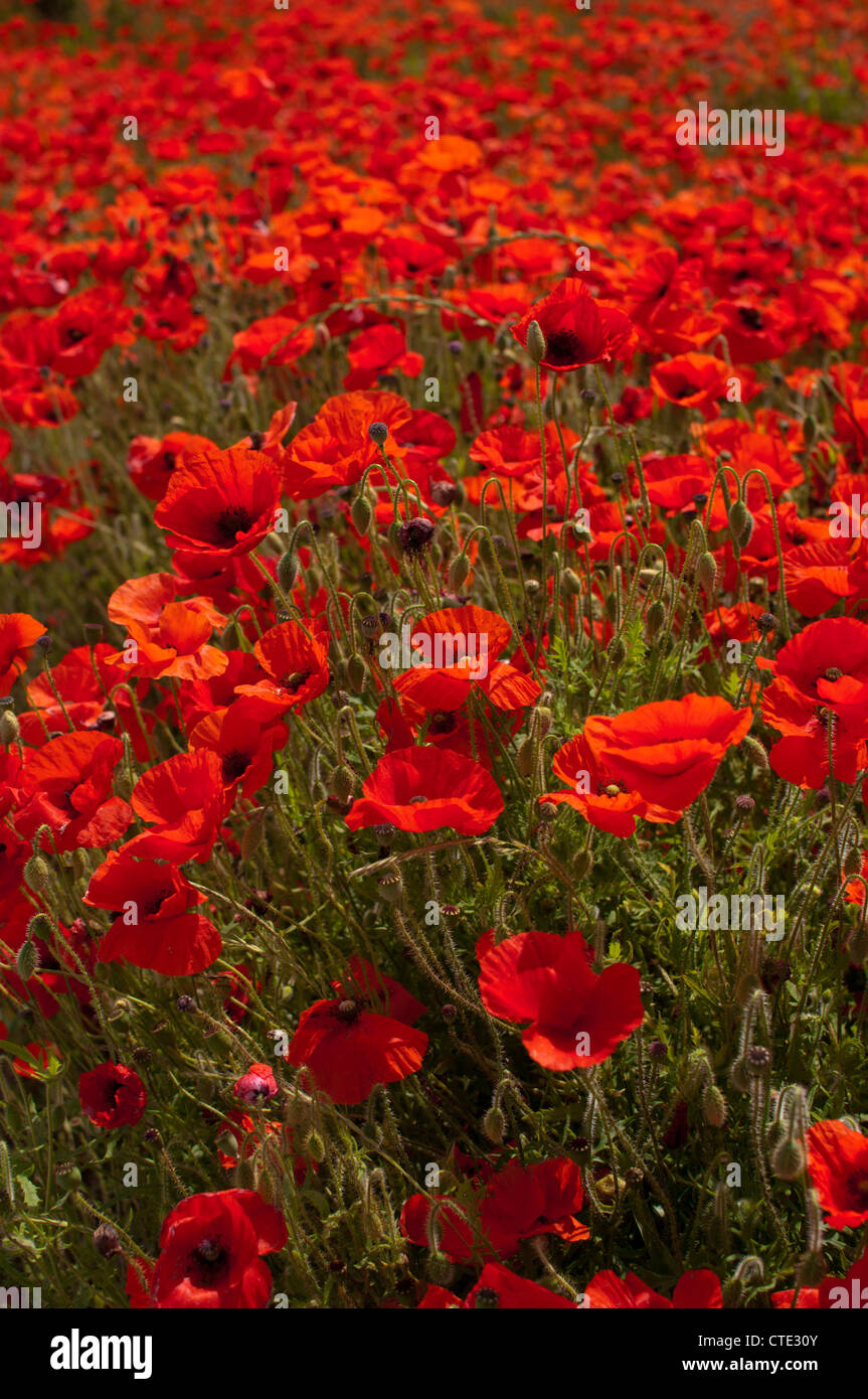 English flower fields hi-res stock photography and images - Alamy