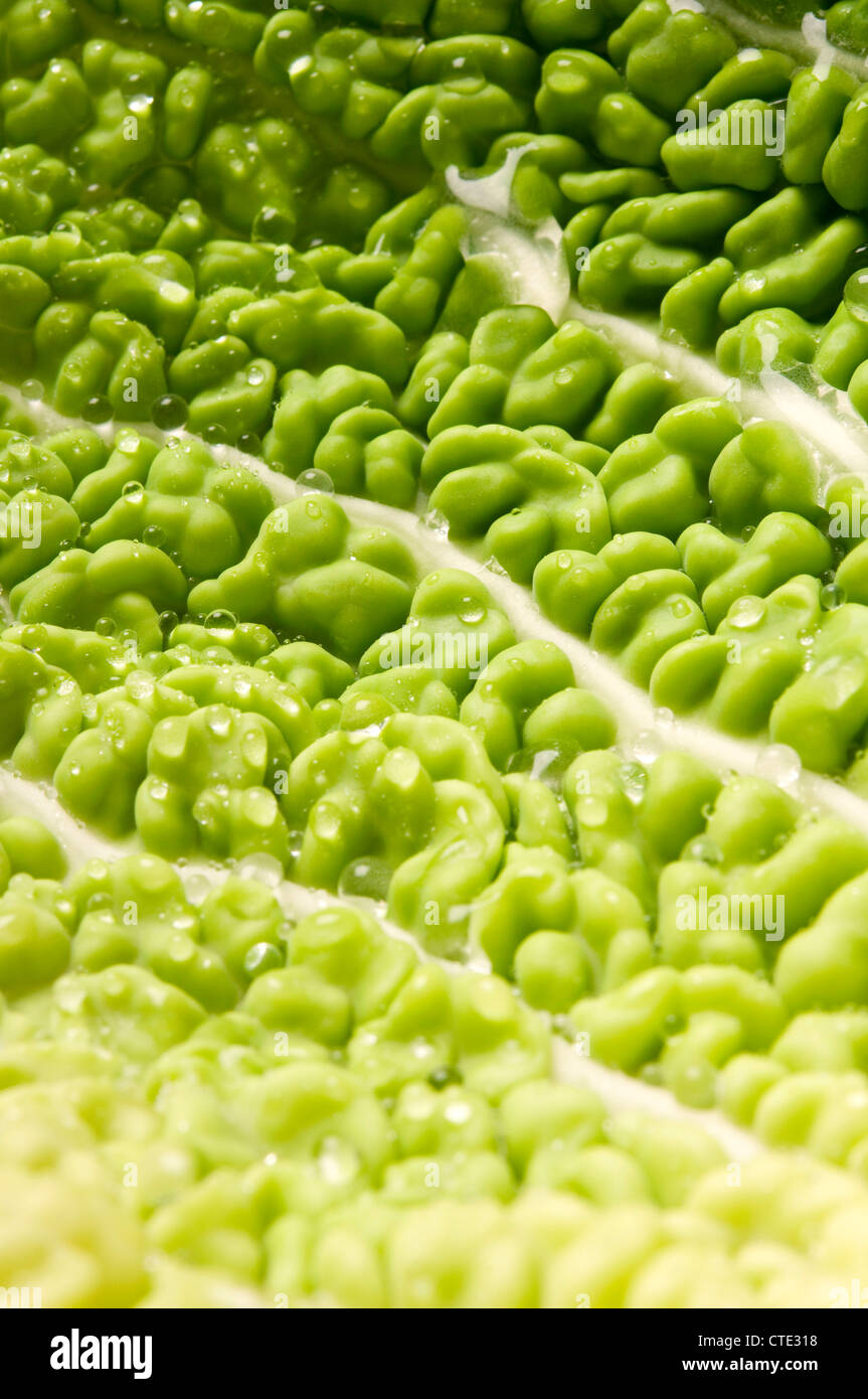 cabbage leaf macro Stock Photo - Alamy