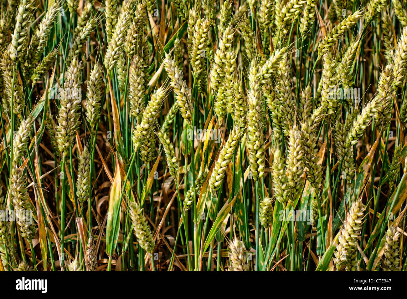 Rye field, Denmark Stock Photo - Alamy