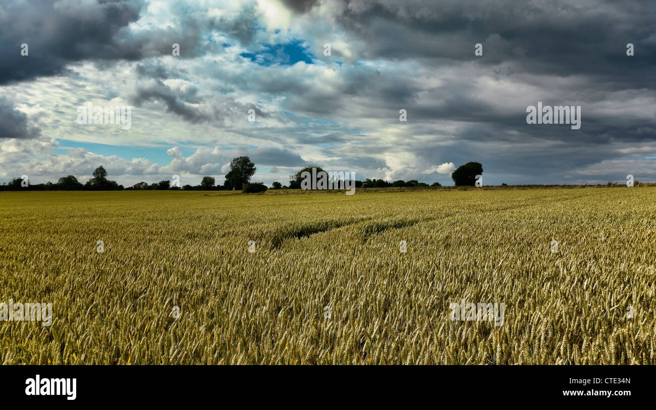 Meadow field denmark hi-res stock photography and images - Alamy