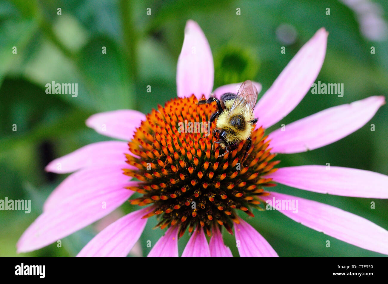 Bumble bee pollinating a purple cone flower Stock Photo - Alamy