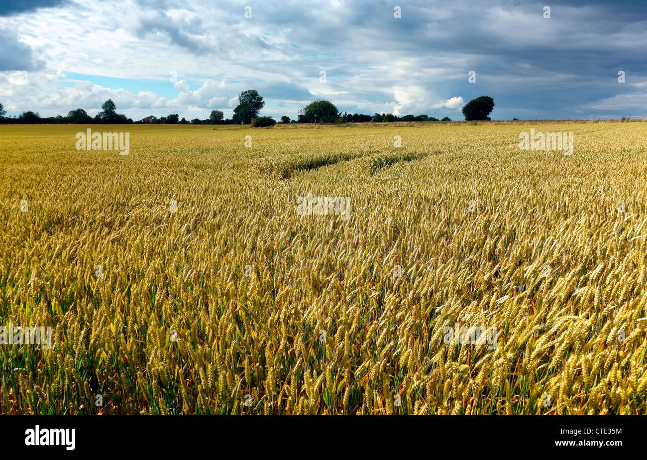 Rye field, Denmark Stock Photo - Alamy