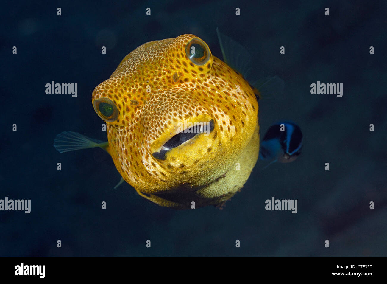 Pufferfish face hi-res stock photography and images - Alamy