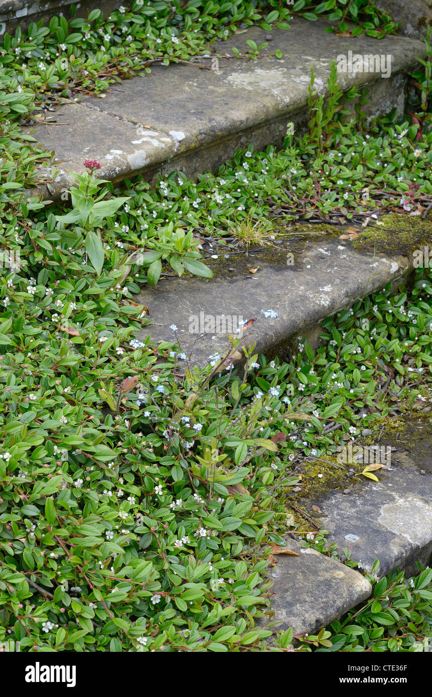 Ground cover cotoneaster, creeping over stone steps, June Stock Photo ...