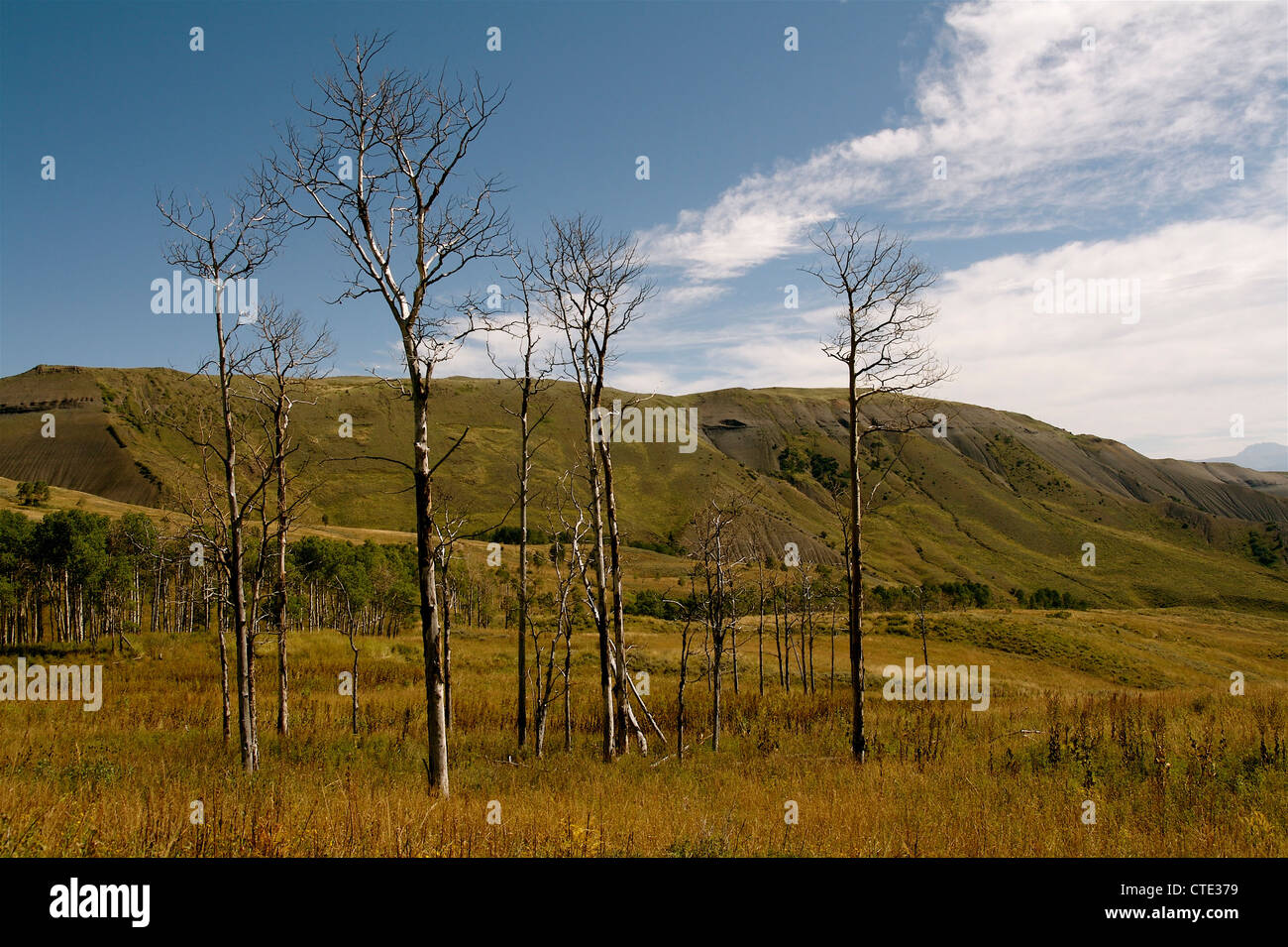 Aspen trees in vail hi-res stock photography and images - Alamy
