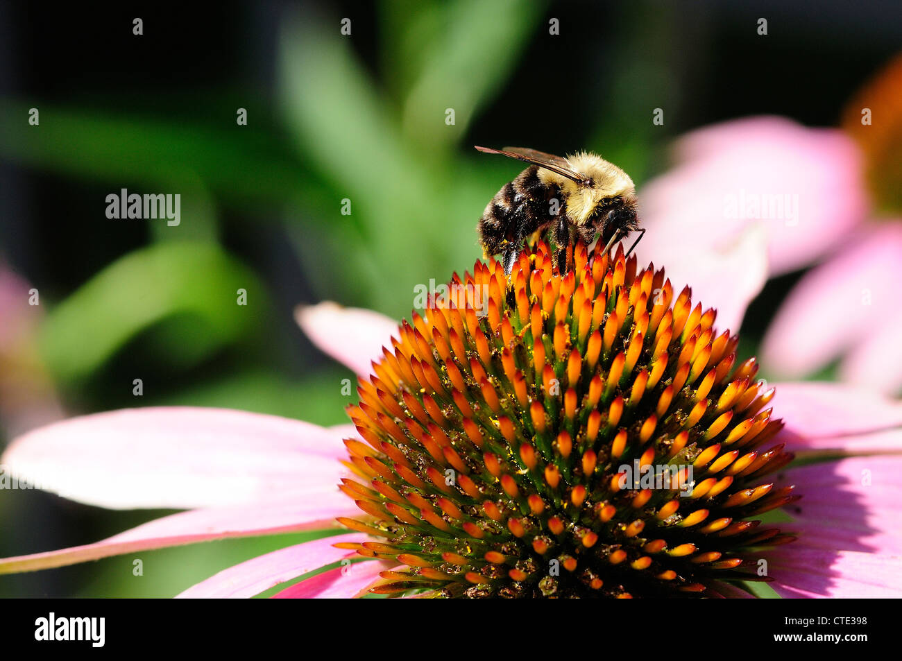 Bumble bee pollinating a purple cone flower Stock Photo - Alamy
