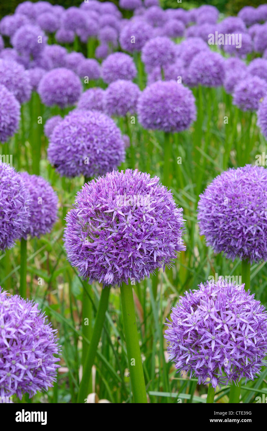 Display of alliums hi-res stock photography and images - Alamy
