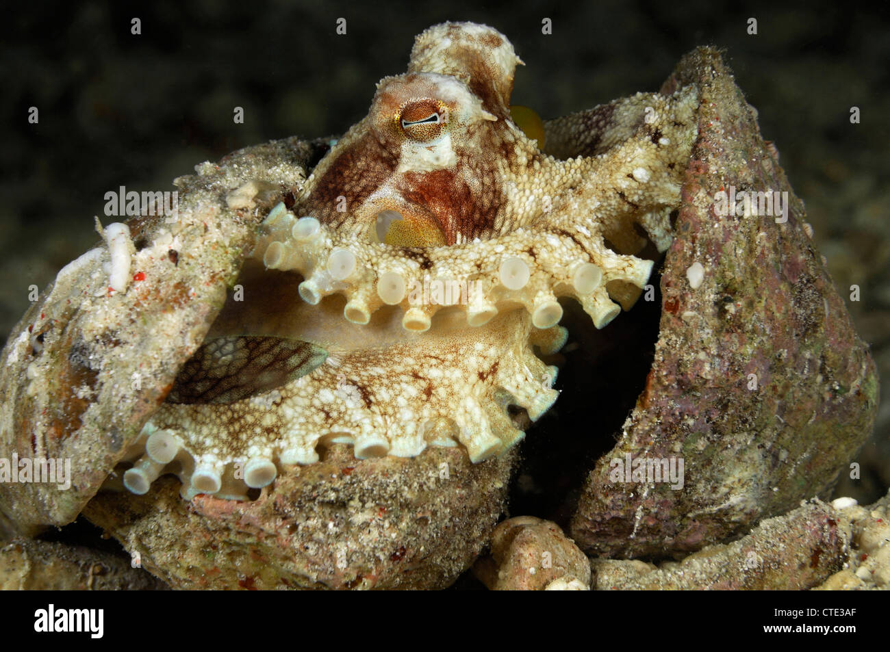 Lesser octopus hi-res stock photography and images - Alamy