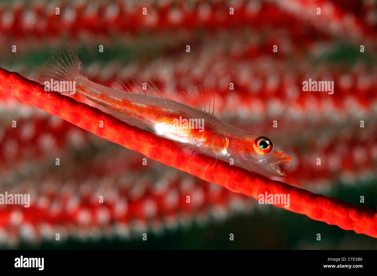 Sea Whip Gobies High Resolution Stock Photography and Images - Alamy