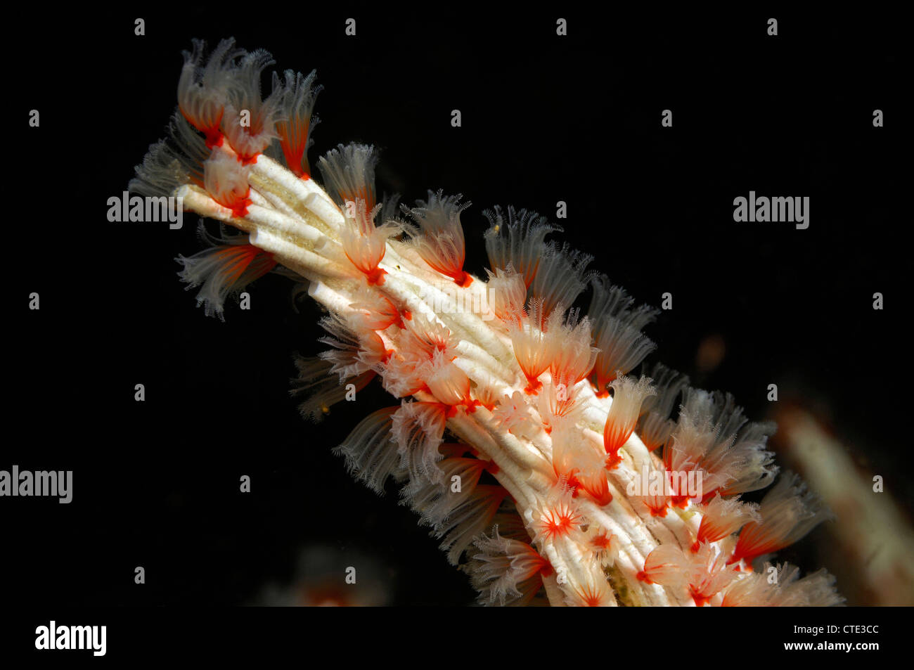 Tube worms hi-res stock photography and images - Alamy
