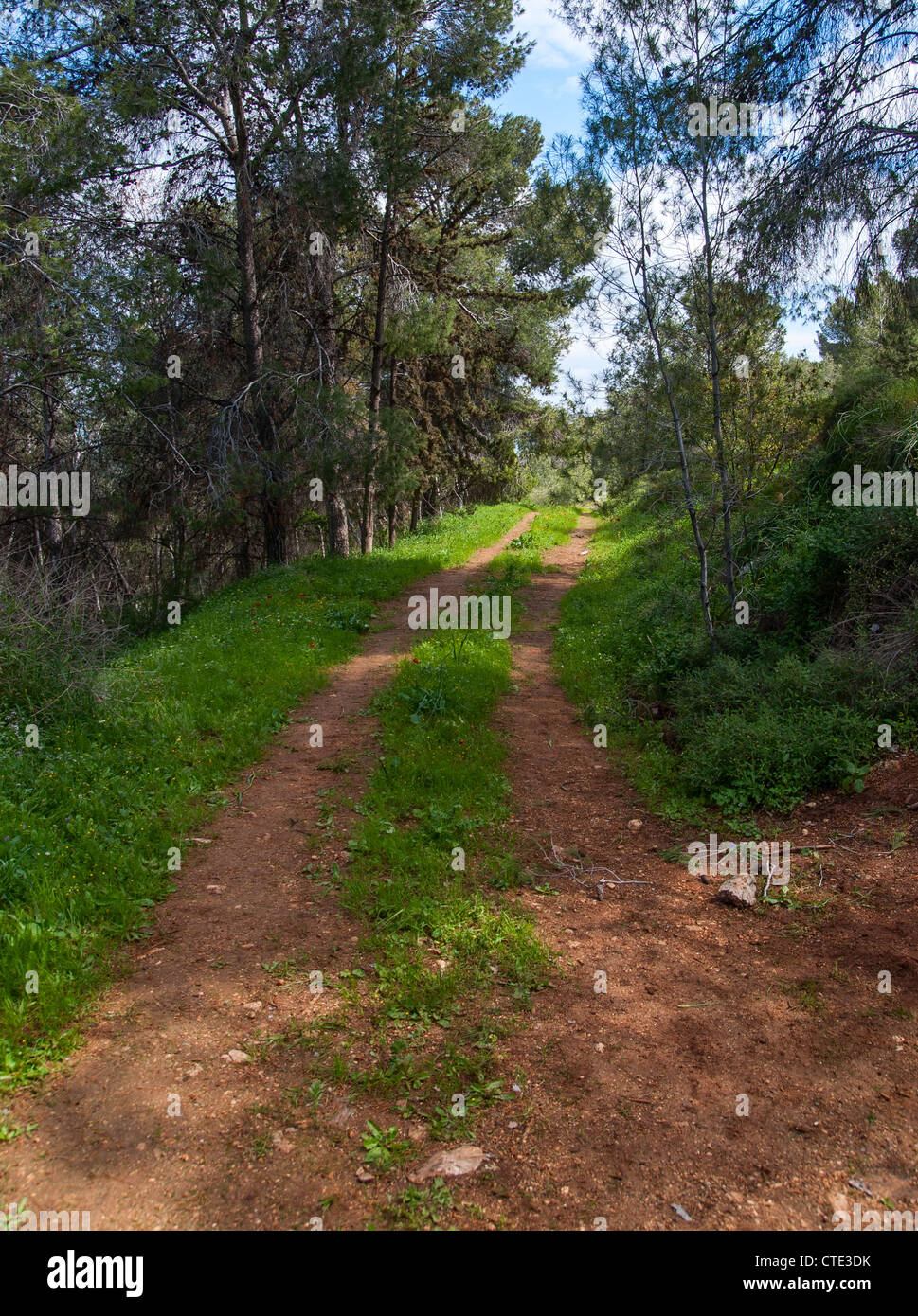 Path in spring green forest Stock Photo - Alamy