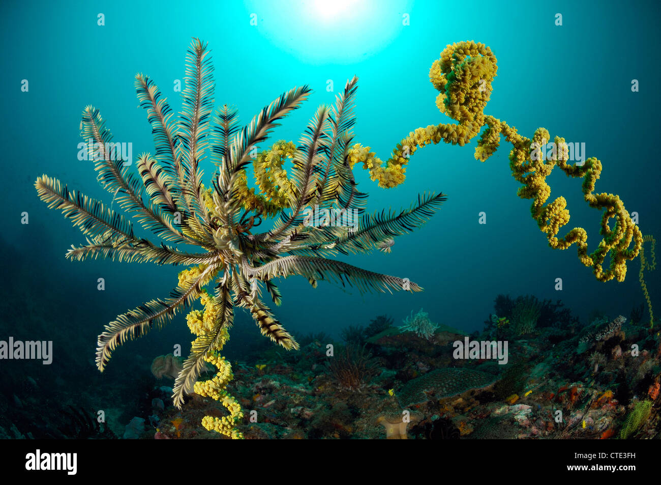 Crinoid on Wire Coral, Crinoidea, Cirripathes sp., Cannibal Rock, Rinca ...