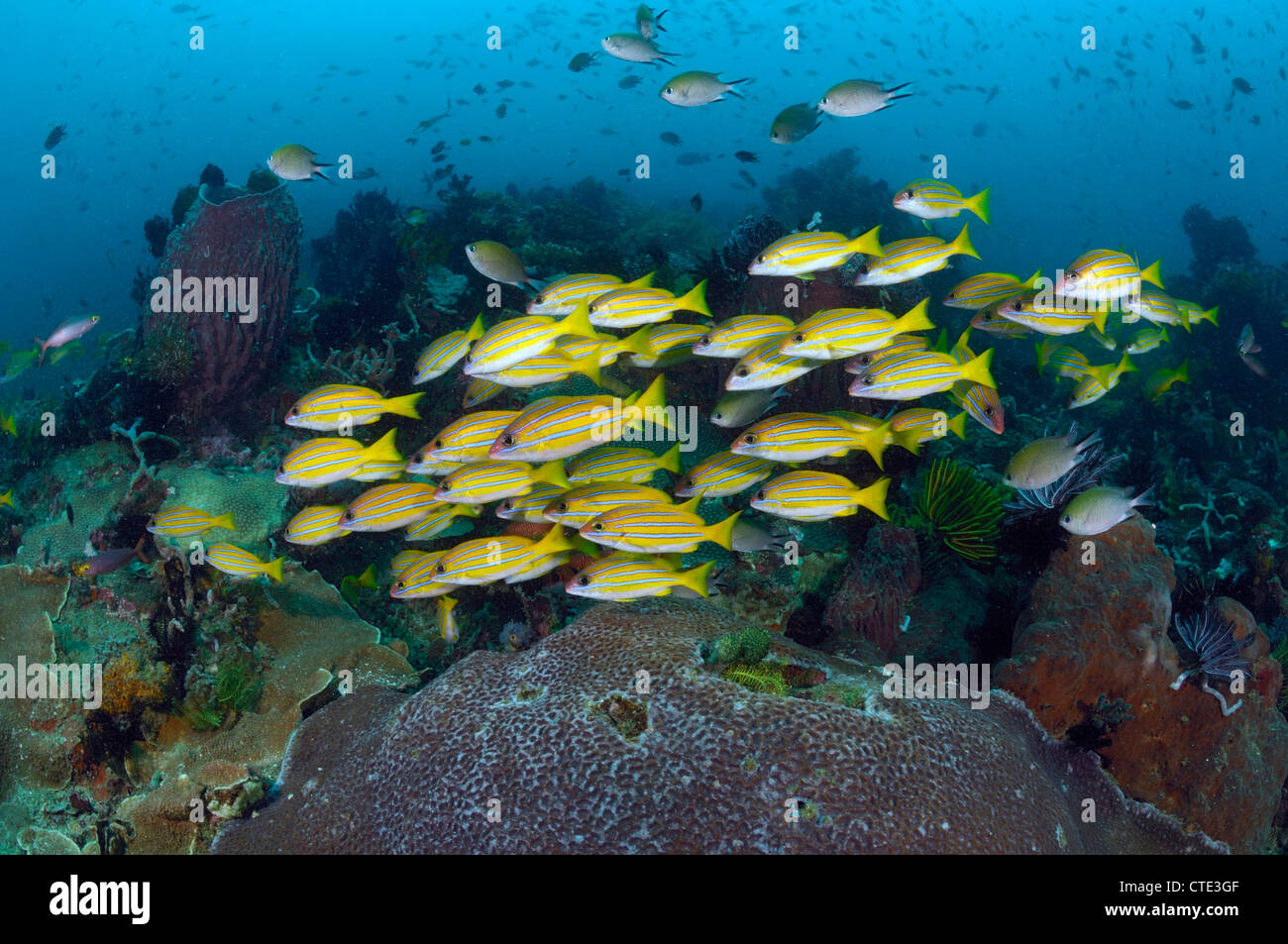 Cannibal groups hi-res stock photography and images - Alamy