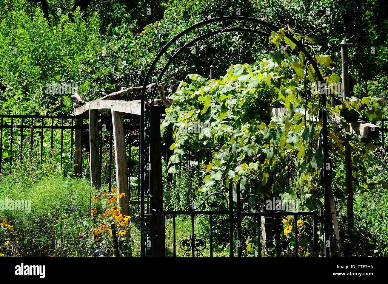 Home grown grape vines and trellis in hillside backyard Stock Photo - Alamy