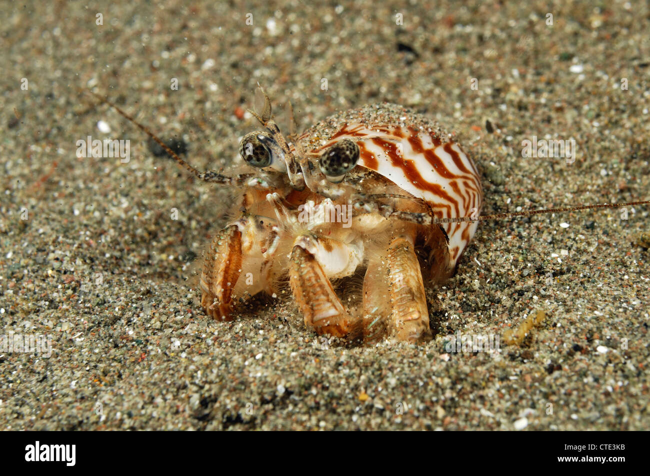 Hermit Crab on Sand, Diogenidae, Komodo, Indonesia Stock Photo - Alamy
