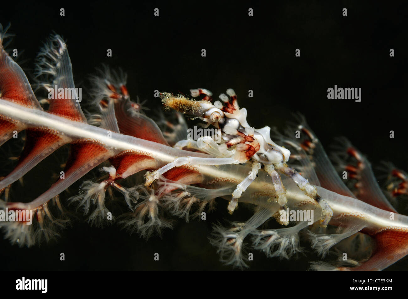 Xeno Spider Crab, Xenocarcinus tuberculatus, Komodo, Indonesia Stock ...