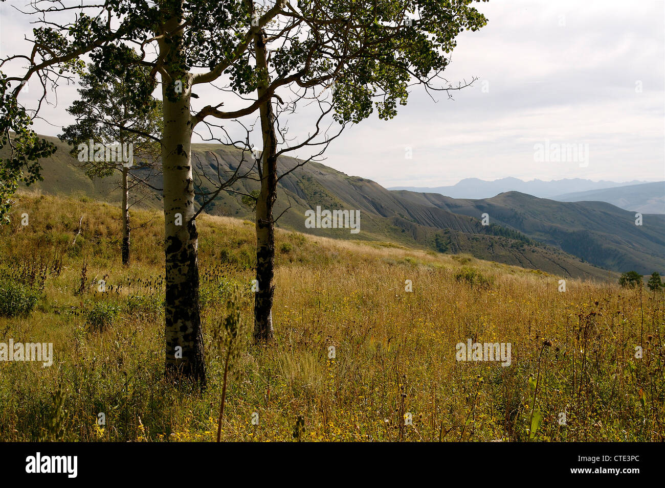 Aspen trees in vail hi-res stock photography and images - Alamy