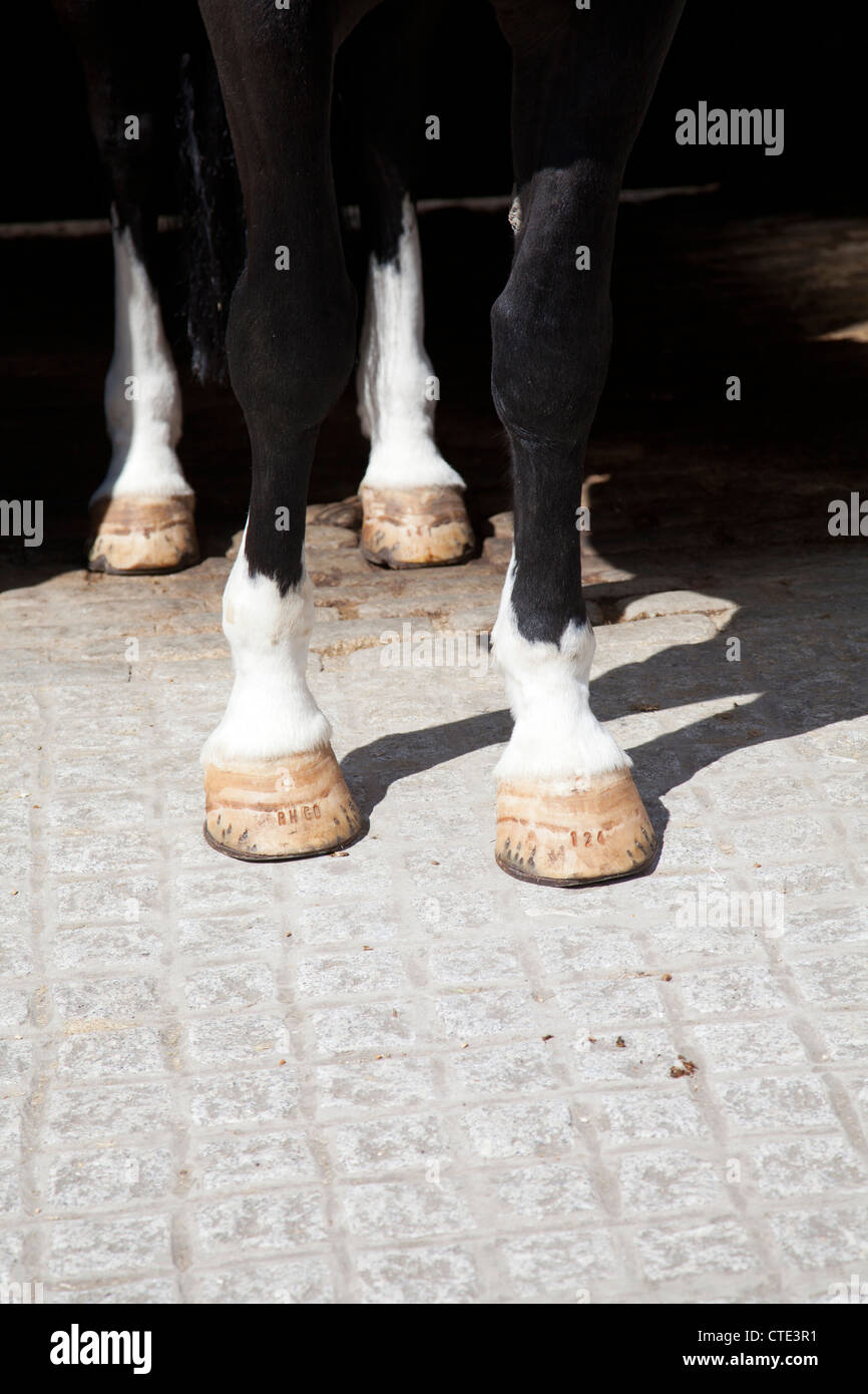 Horses hooves stone hi-res stock photography and images - Alamy