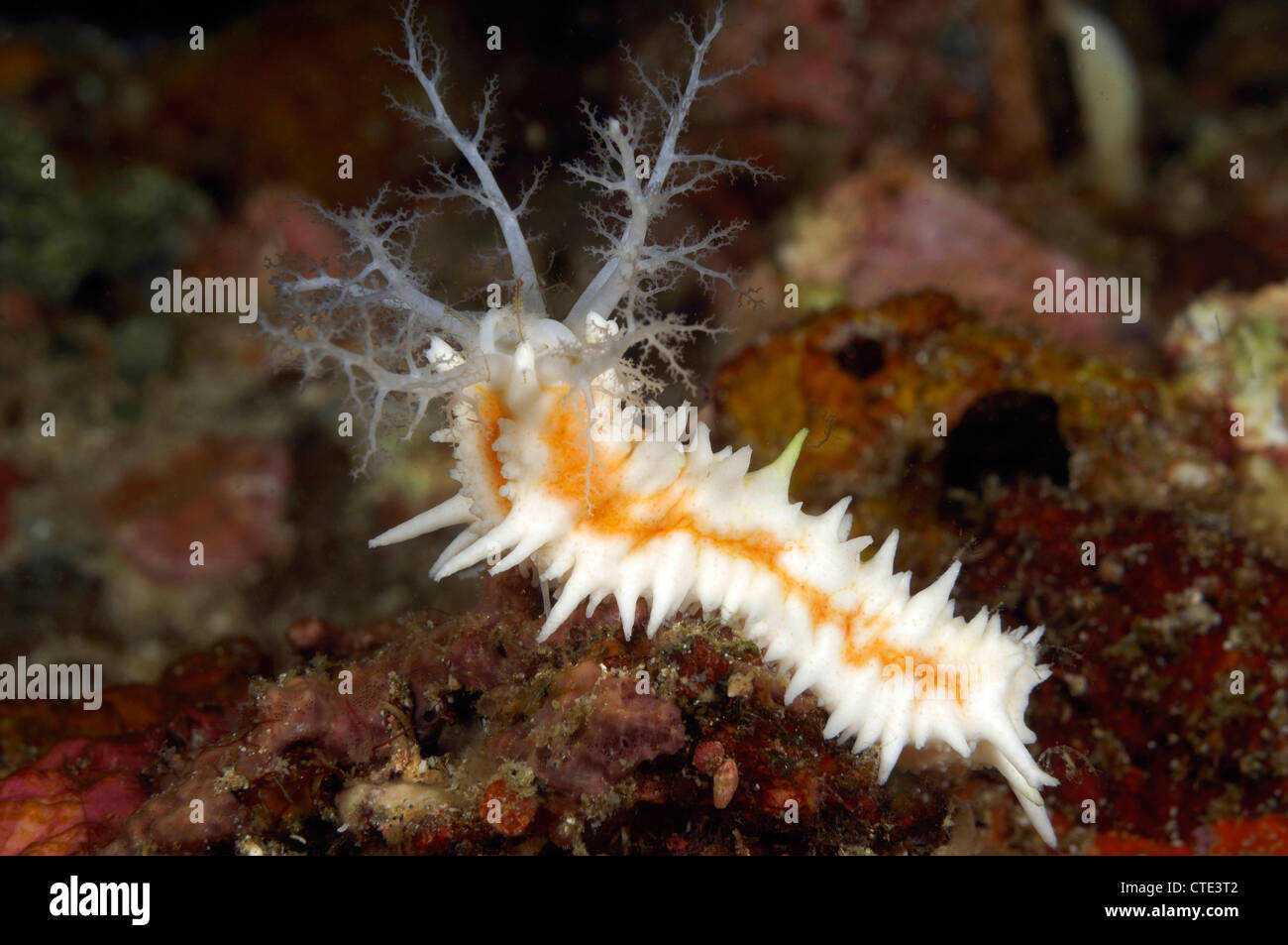 White Sea Cucumber, Colochirus robustus, Cannibal Rock, Rinca ...