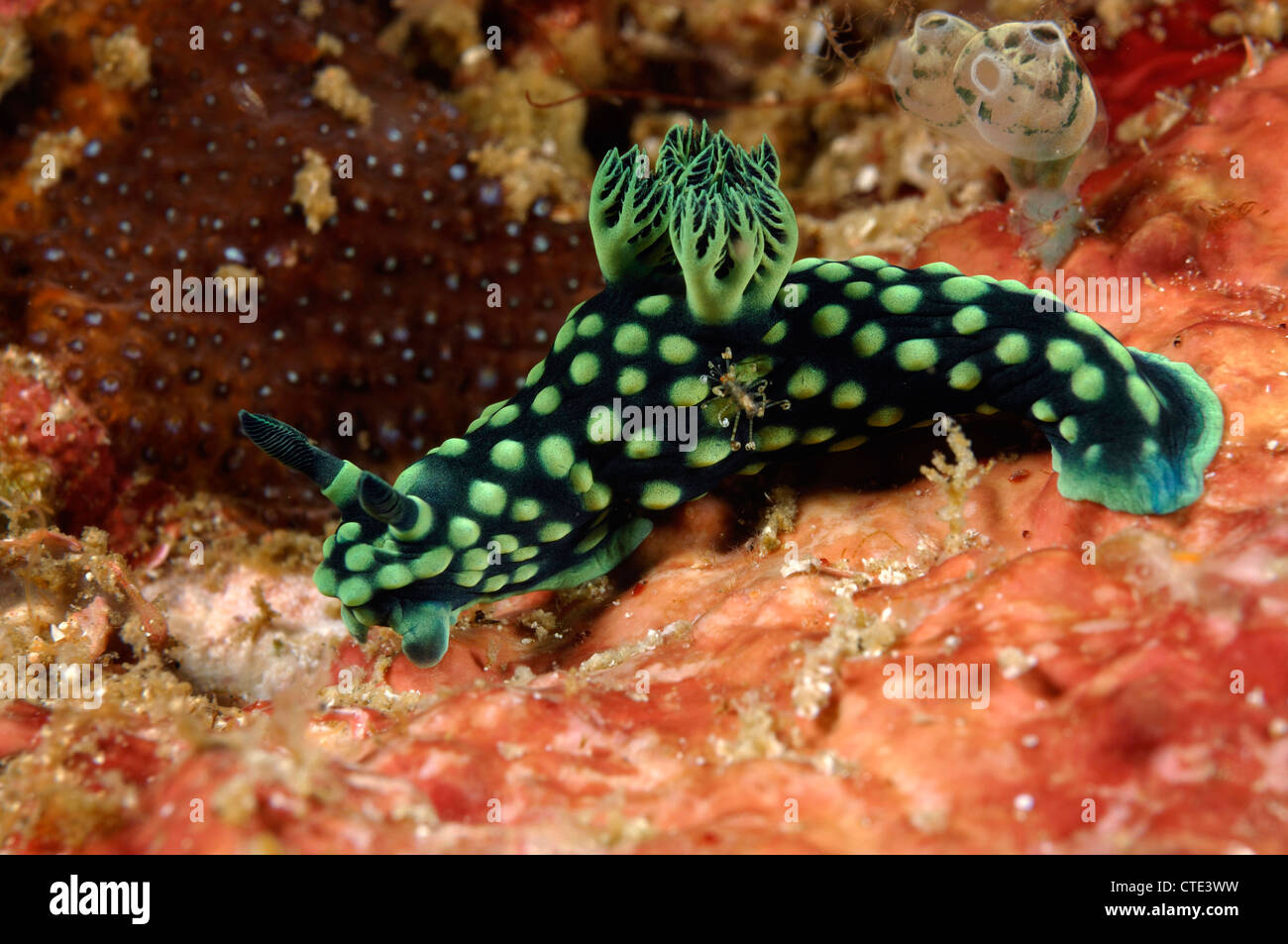 Cannibal snail hi-res stock photography and images - Alamy