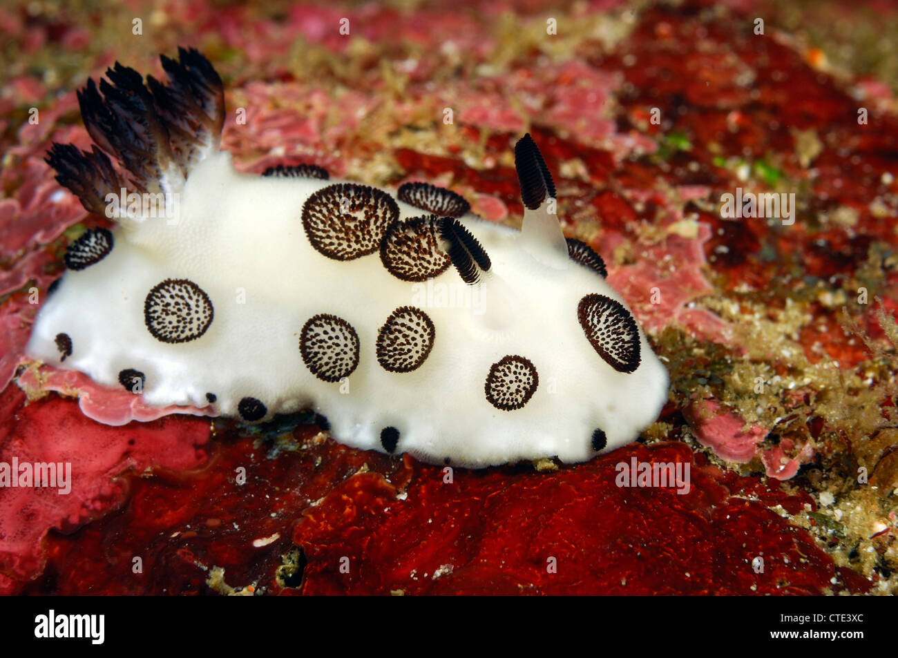 Black and white Nudibranch, Jorunna funebris, Cannibal Rock, Rinca ...