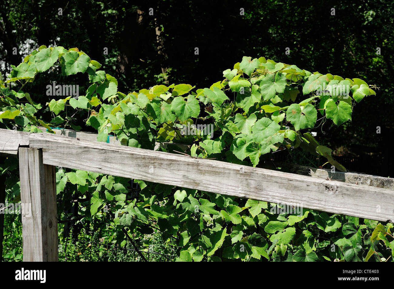 Home grown grape vines and trellis in hillside backyard Stock Photo - Alamy