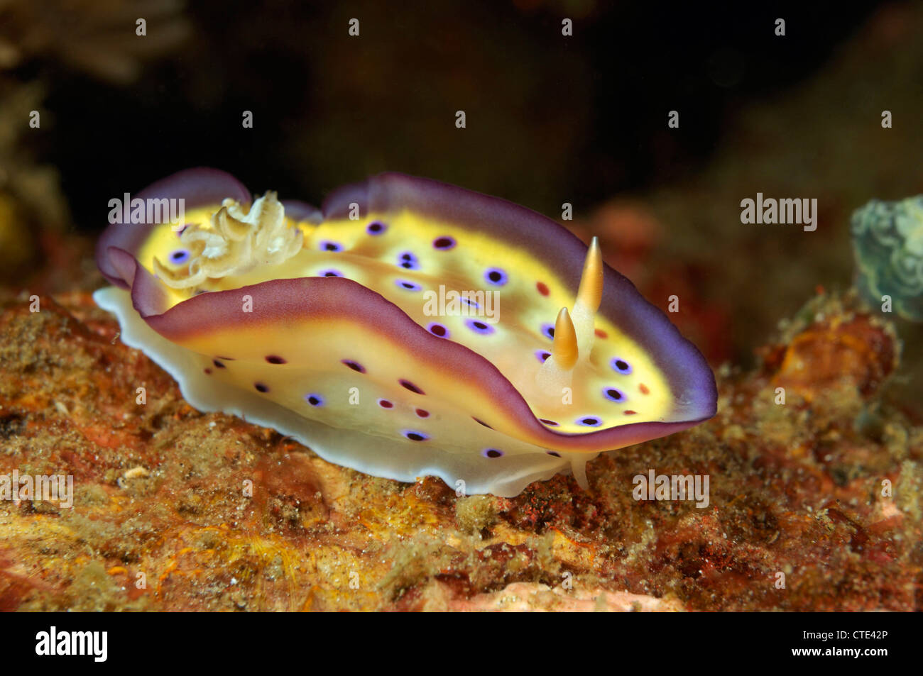 Sea slug yellow chromodoris hi-res stock photography and images - Alamy