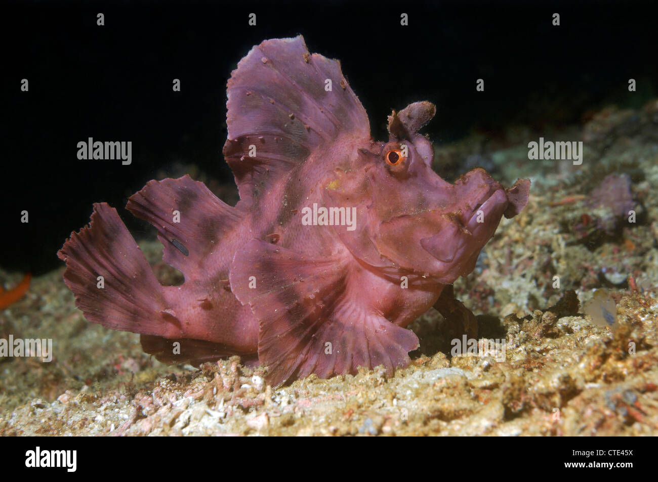 Pink Weedy Scorpianfish, Rhinopias eschmeyeri, Komodo, Indonesia Stock ...