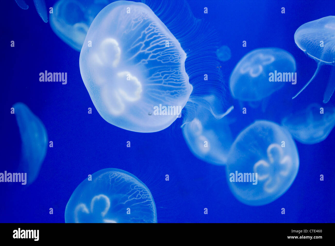 Medusa jellyfish hi-res stock photography and images - Alamy