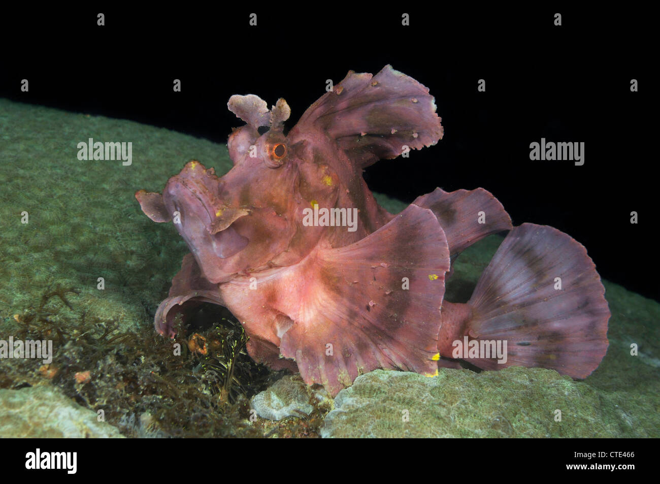 Pink Weedy Scorpianfish, Rhinopias eschmeyeri, Komodo, Indonesia Stock ...