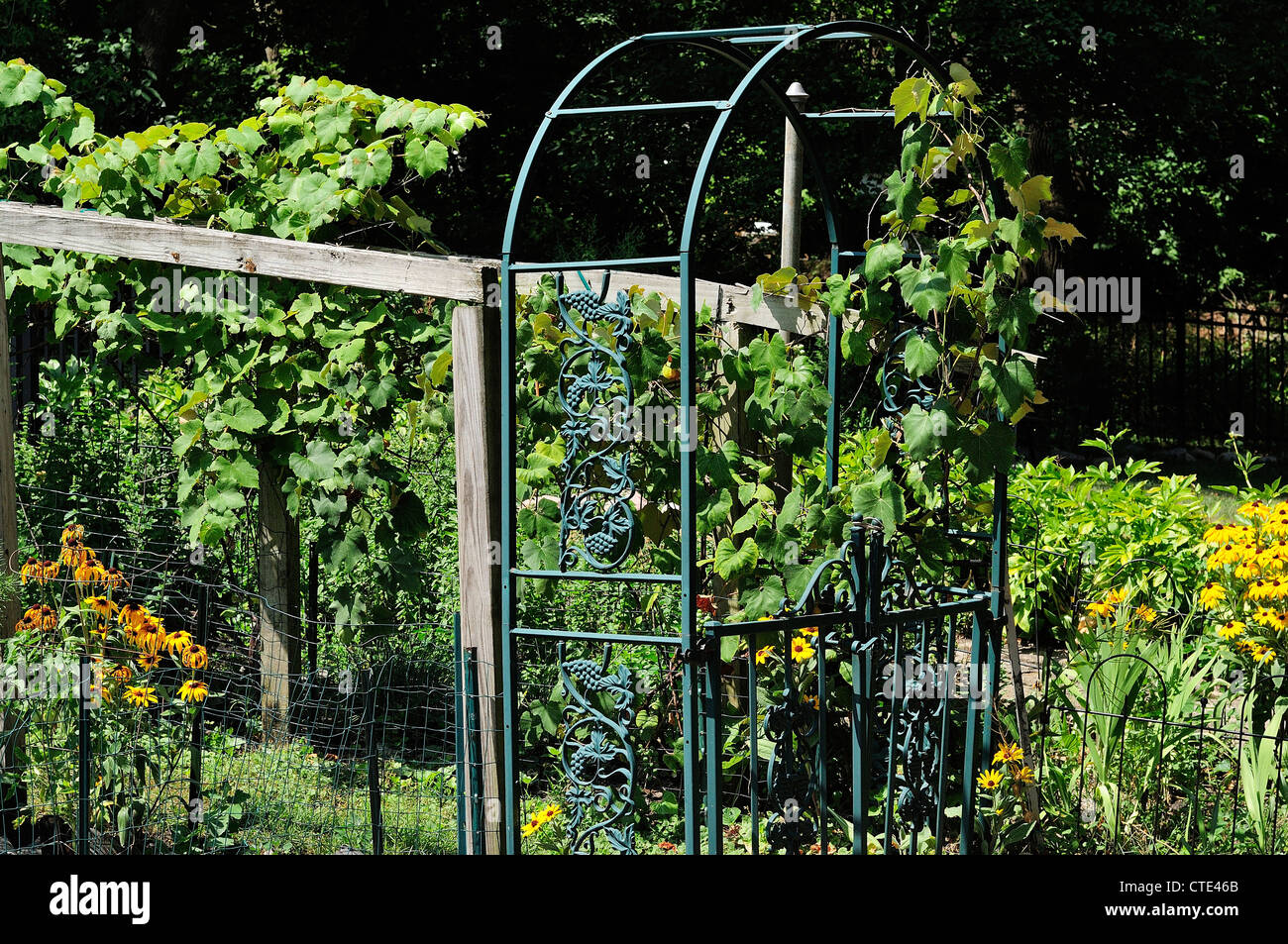 Home grown grape vines and trellis in hillside backyard Stock Photo - Alamy