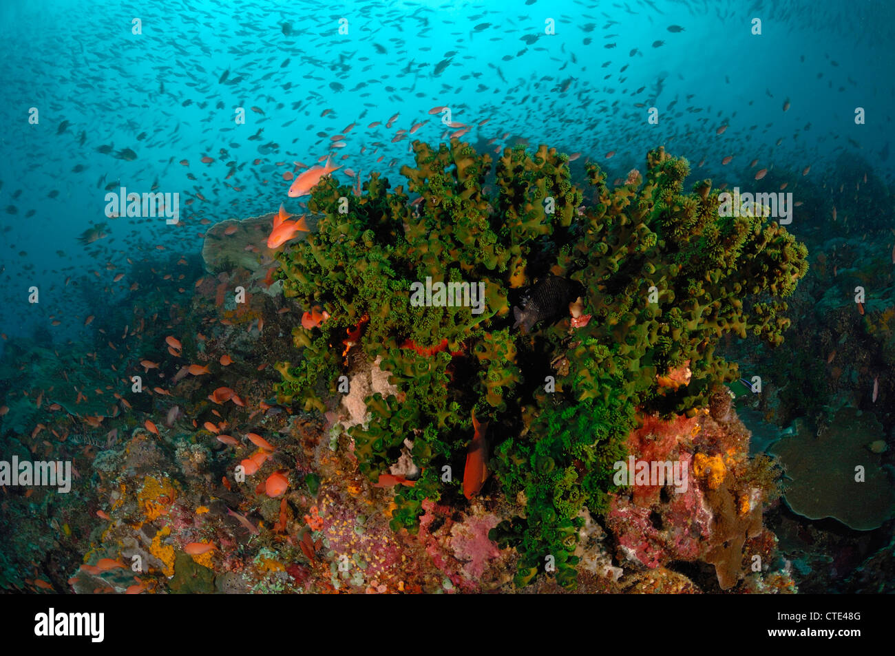 Cup Coral in Coral Reef, Tubastrea micrantha, Komodo, Indonesia Stock ...