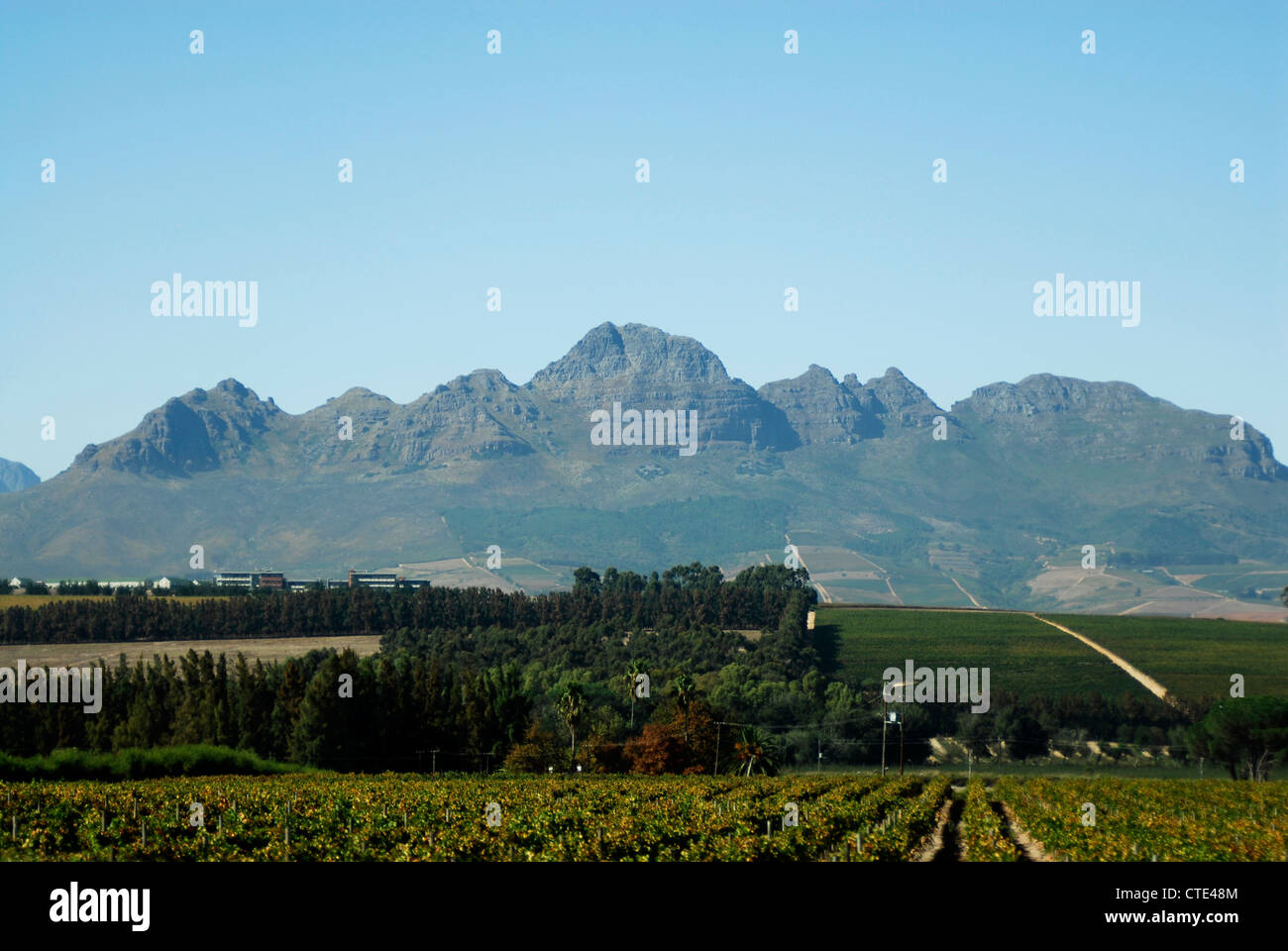 Grapes grow on vines on wine estates in the Cape Winelands around ...