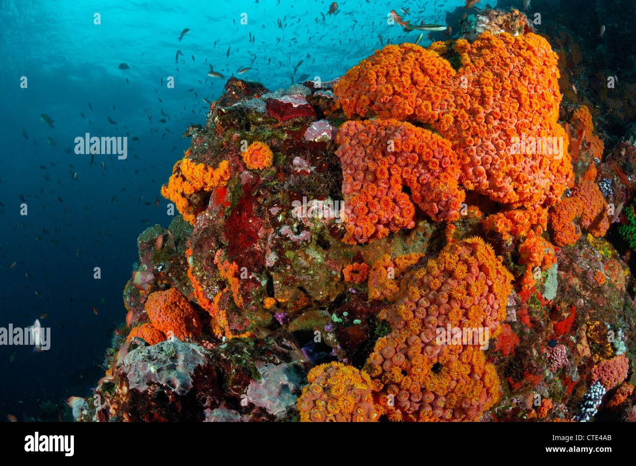 Coral Reef of Cave Corals, Tubastrea coccinea, Komodo, Indonesia Stock ...