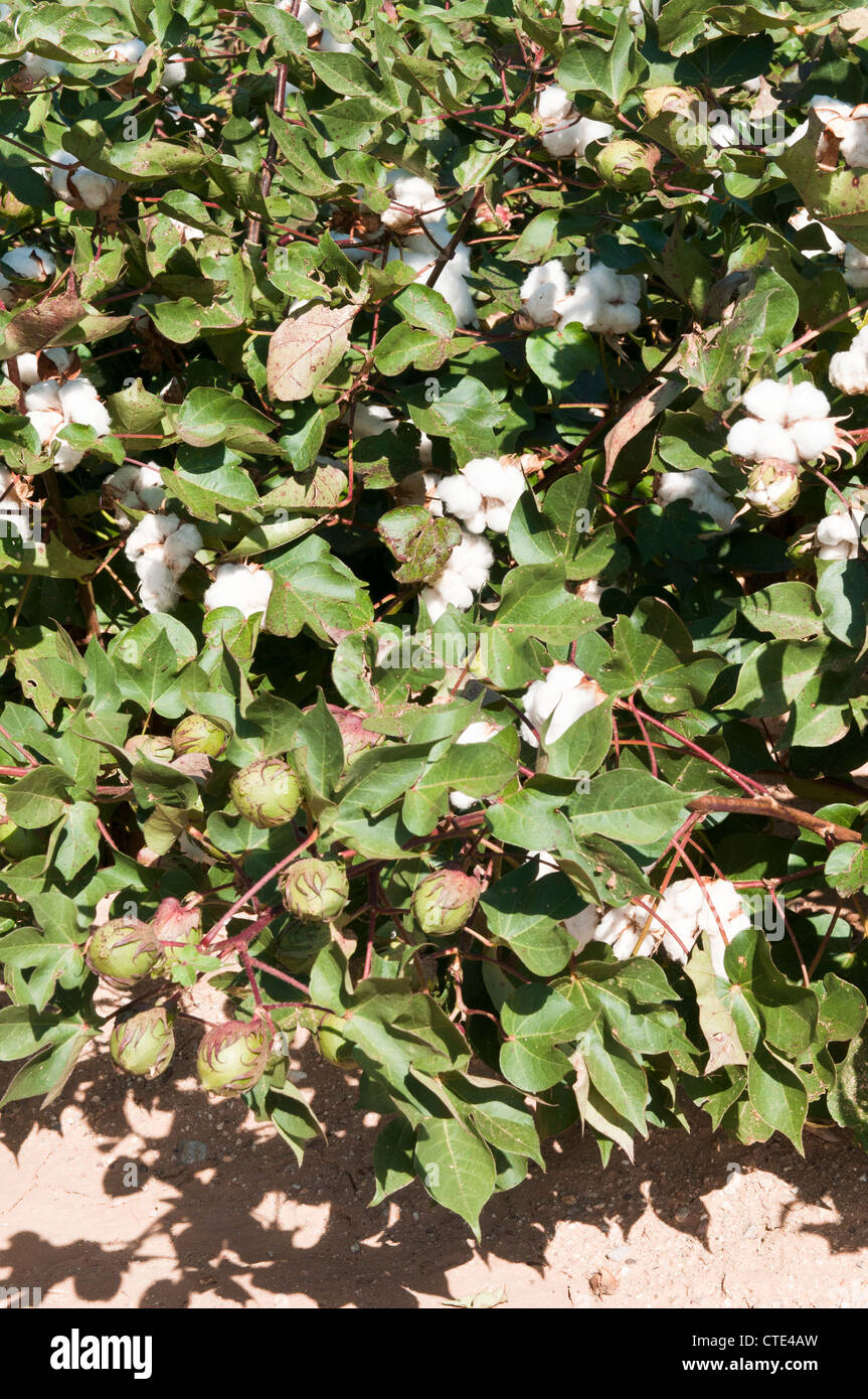 Cotton bolls hi-res stock photography and images - Alamy