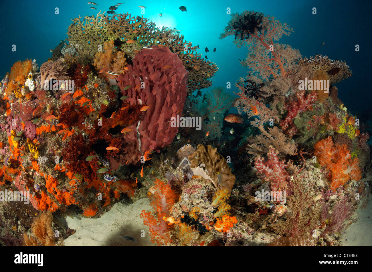 Colorful Coral Reef, Komodo, Indonesia Stock Photo - Alamy