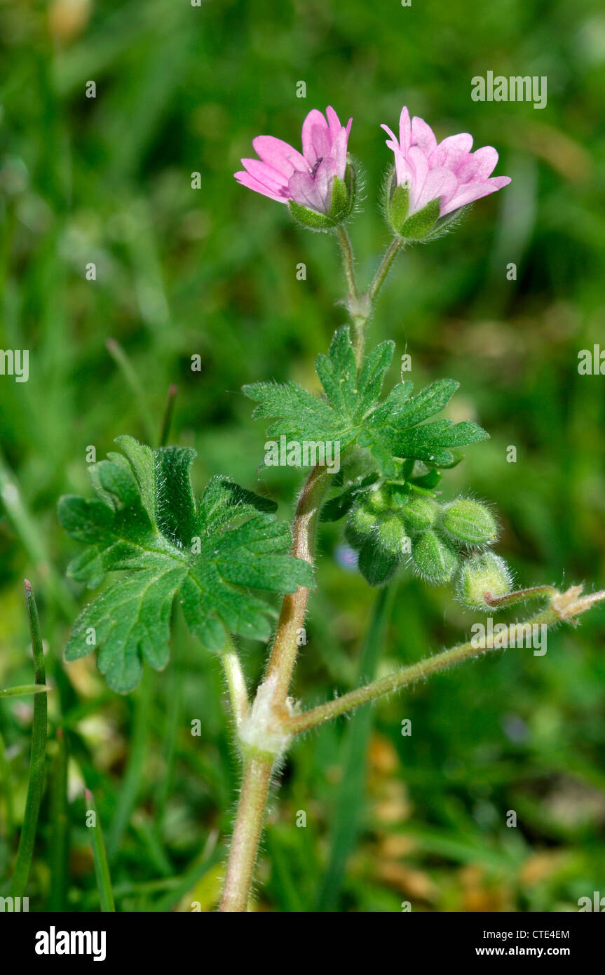 DOVE’S-FOOT CRANE’S-BILL Geranium molle (Geraniaceae Stock Photo - Alamy