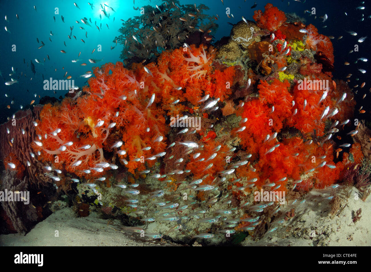 Colorful Coral Reef, Komodo, Indonesia Stock Photo - Alamy