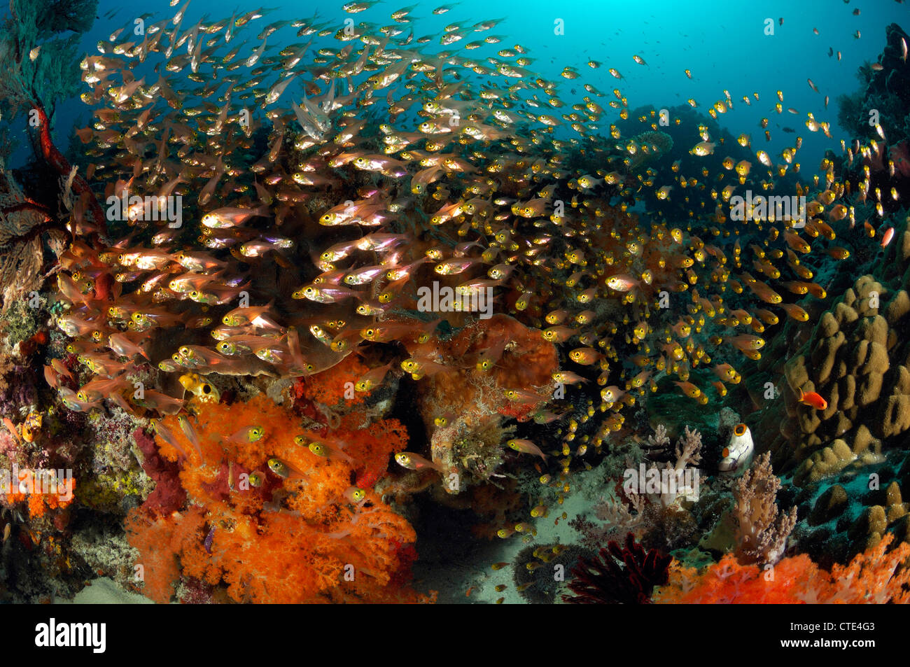 Colorful Coral Reef, Komodo, Indonesia Stock Photo - Alamy