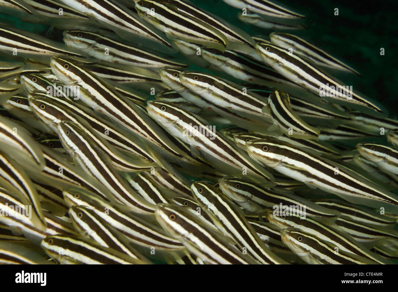 Striped eel catfish hi-res stock photography and images - Alamy