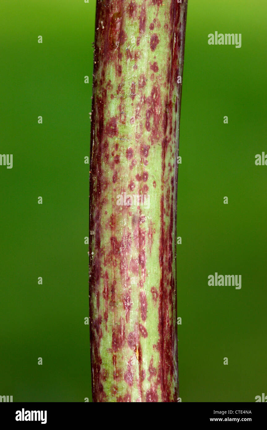 Ground hemlock hi-res stock photography and images - Alamy