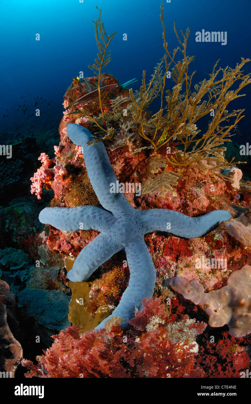 Blue Starfish in Coral Reef, Linckia laevigata, Alor, Indonesia Stock ...