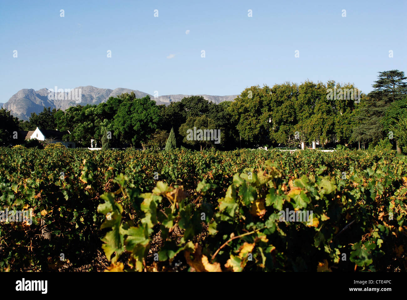 Nederburg Wine Estate, Paarl, Western Cape, South Africa Stock Photo ...